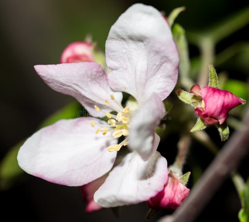 Beautiful Flowers On The Branches Of A Tree Stock Photo - Image of ...
