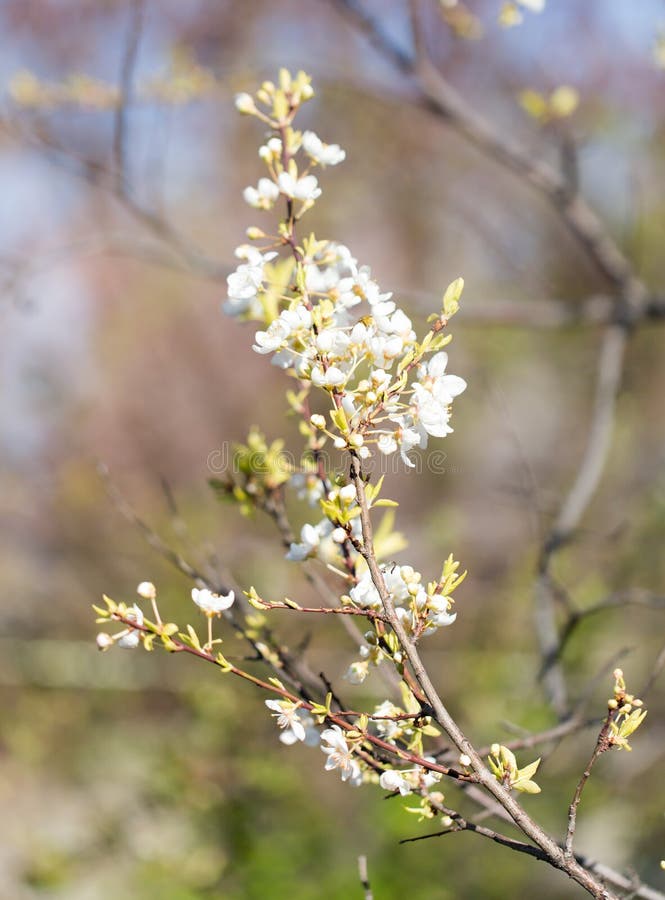 Beautiful Flowers on the Branches of a Tree Stock Photo - Image of ...