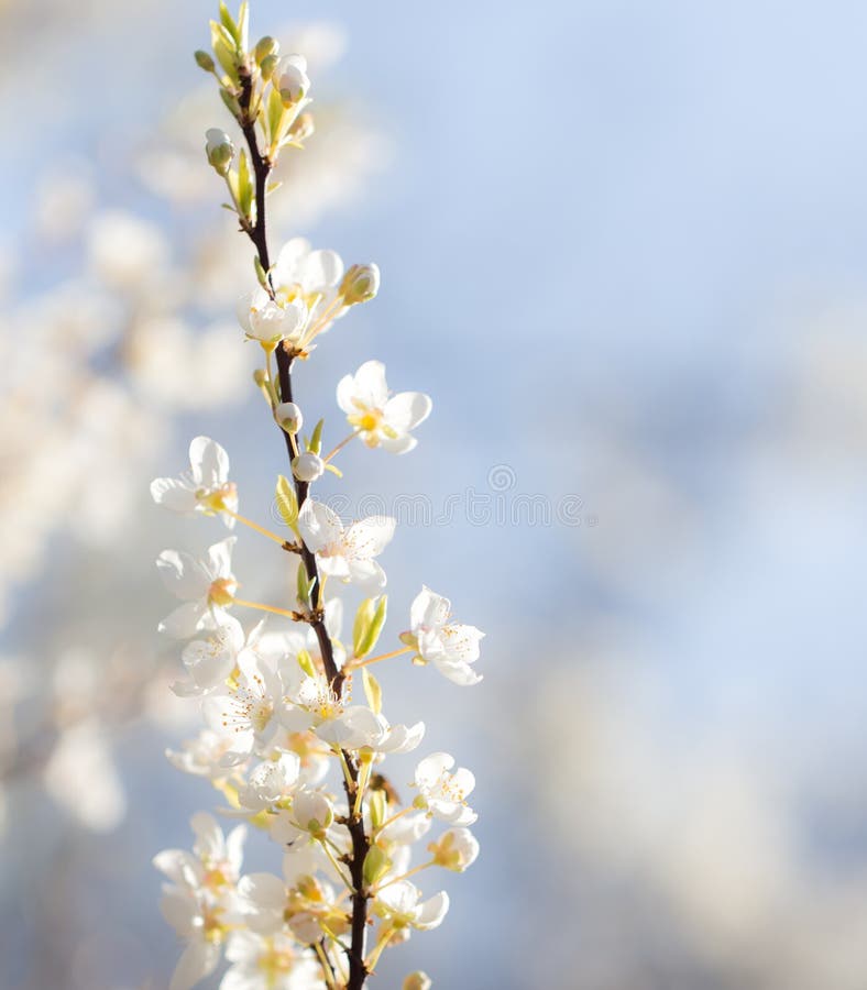 Beautiful Flowers On The Branches Of A Tree Stock Photo - Image of ...