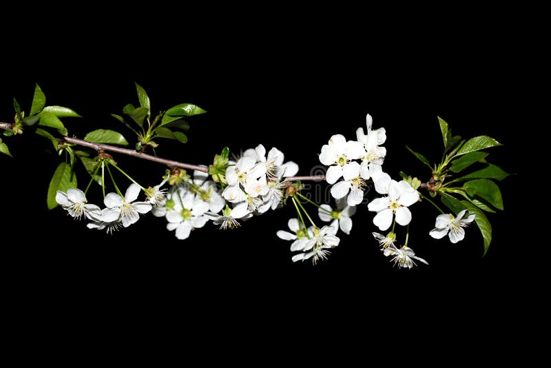 Beautiful Flowers On The Branches Of A Tree Stock Photo - Image of buds ...