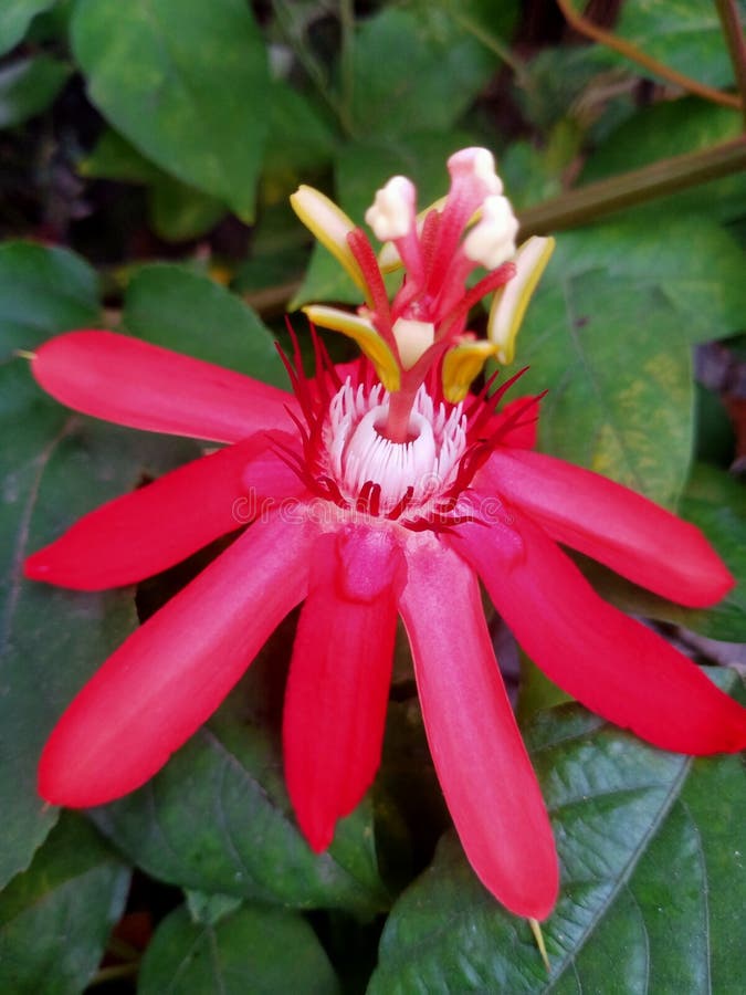 Beautiful Flowers, with a Bright Red Base, Like a Propeller, Stock ...