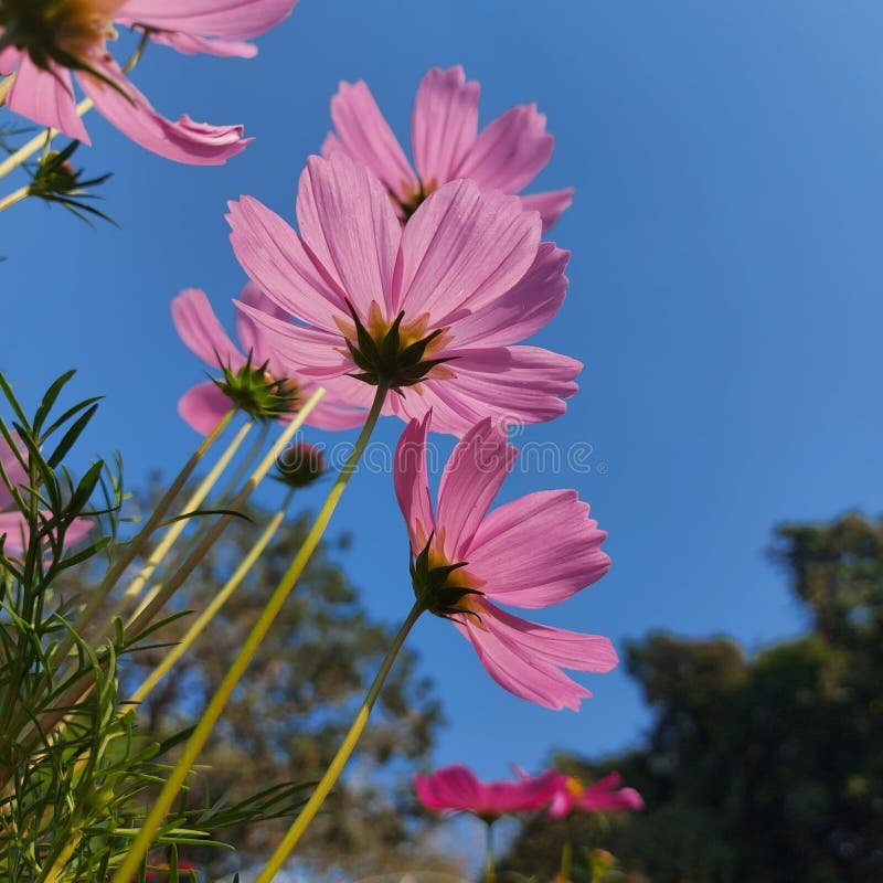 Bright Sweet William Flowers Dianthus Barbatus Flowering in a Garden ...