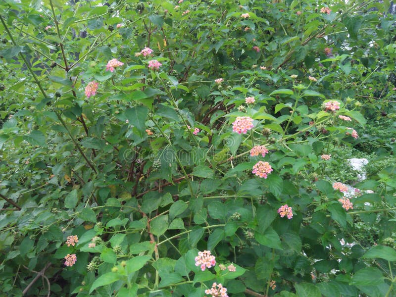 Beautiful flowers in bush stock image. Image of branch - 198545659