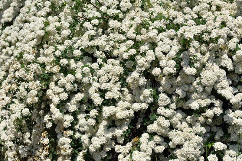 Beautiful Flowers of a Bush, a Plant Called Spiraea Stock Image - Image ...