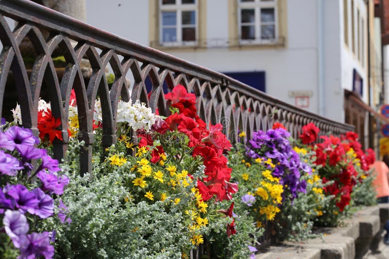 Beautiful Flowers in the City Stock Photo - Image of summer, spring ...