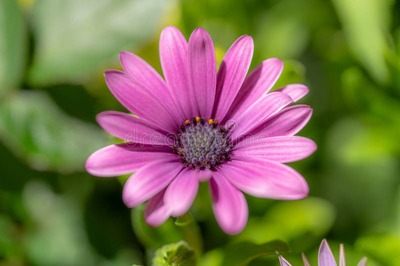 Beautiful Flowers Close-up for Postcards and Posters Stock Image ...
