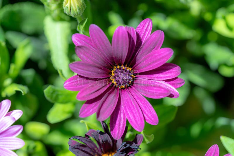 Beautiful Flowers Close-up for Postcards and Posters Stock Photo ...