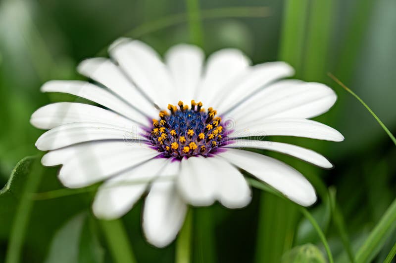 Beautiful Flowers Close-up for Postcards and Posters Stock Image ...