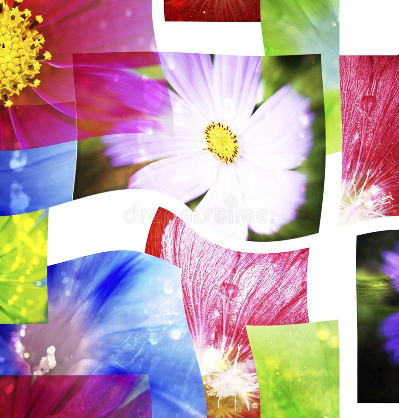 Colorful Flower Petal Closeup Stock Photo - Image of leaf, pattern ...