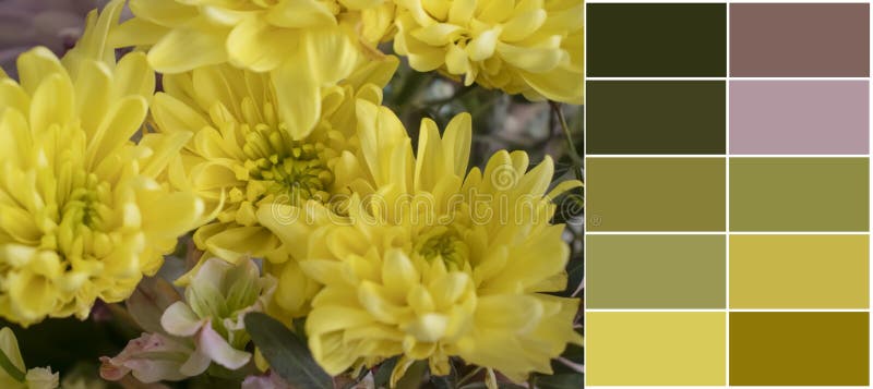 Beautiful Flowers Color Swatch, Palette Samples Stock Photo - Image of ...