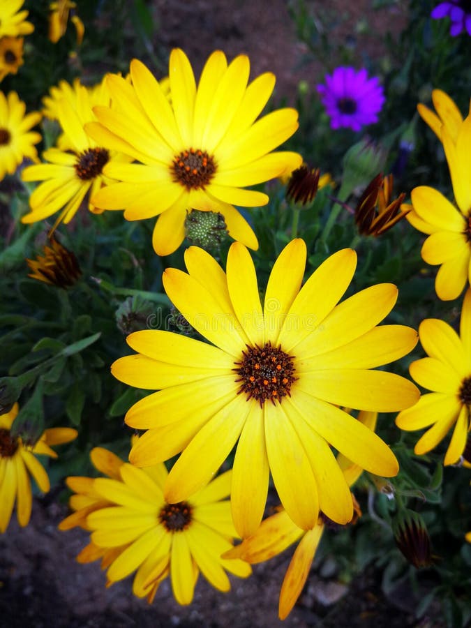 Yellow African daisy stock image. Image of floral, flower - 125638897