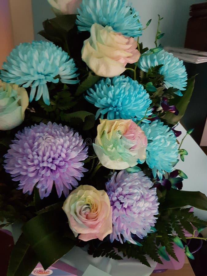 Beautiful Flowers. Colored Roses Stock Image - Image of flowers, unique ...