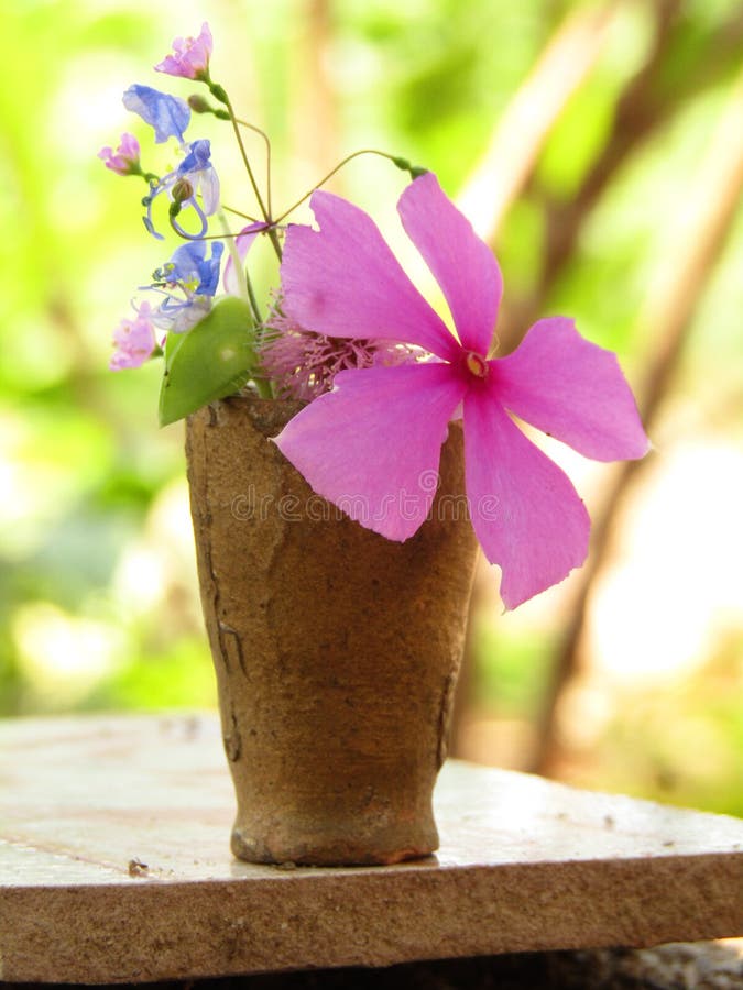 Beautiful Flowers Cute Pot. Stock Image - Image of bouquet, plant ...