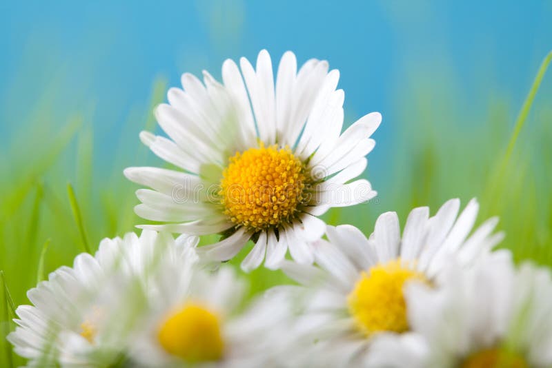 Beautiful flowers - daisy stock image. Image of herb - 19702233