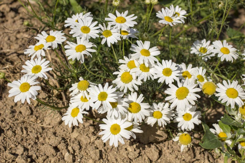 Beautiful Flowers of Daisy Grows on the Sand Under the Hot Sun Stock ...