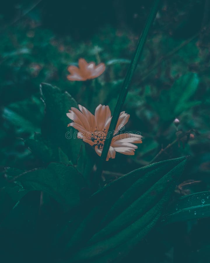 Beautiful Flowers at Dark Forests Stock Image - Image of screenshot ...