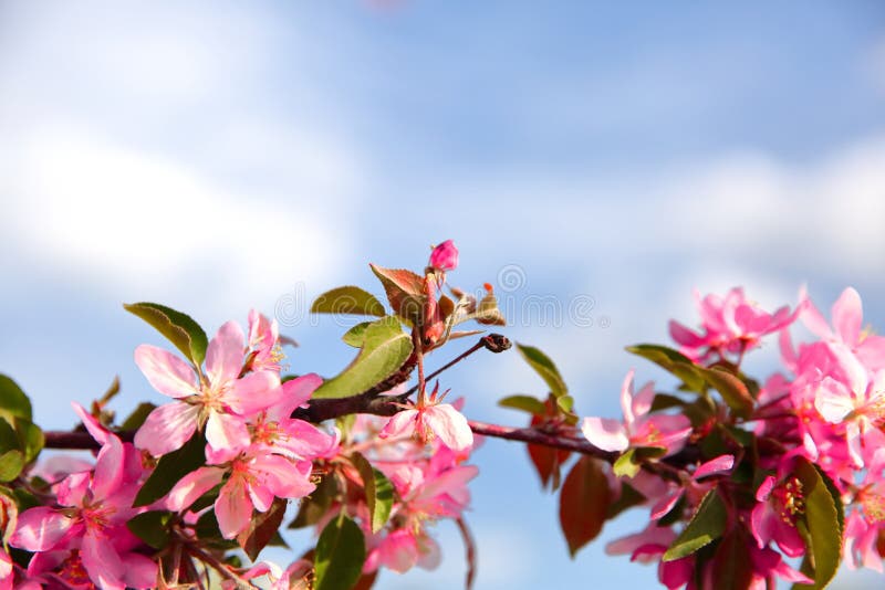 Beautiful Flowers of Decorative Apple Tree Also Called Paradise Apple ...