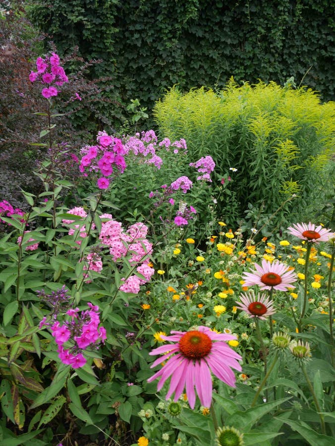 Beautiful Flowers on the Edge of the Forest Stock Image - Image of ...