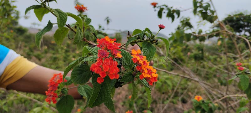 Beautiful Flowers without Editing Nice Look Stock Photo - Image of ...