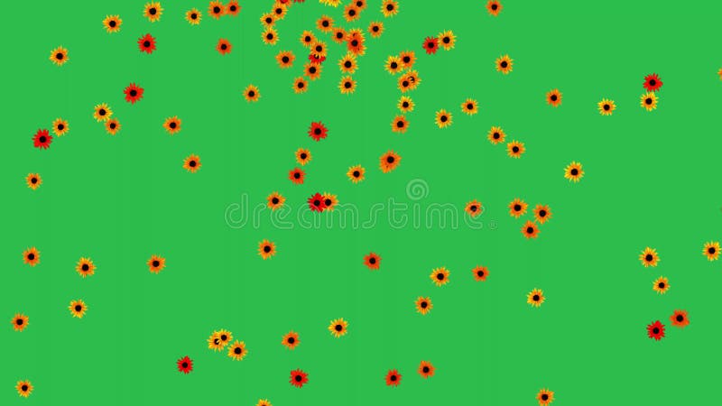 Beautiful Flowers Falling on Green Screen Background Motion Graphic ...