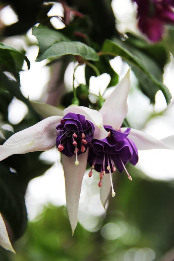 Beautiful flowers flora stock image. Image of green, colorful - 93728805