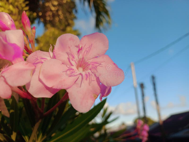 Beautiful Flowers Flourish Behind the Beautiful Sky Stock Photo - Image ...