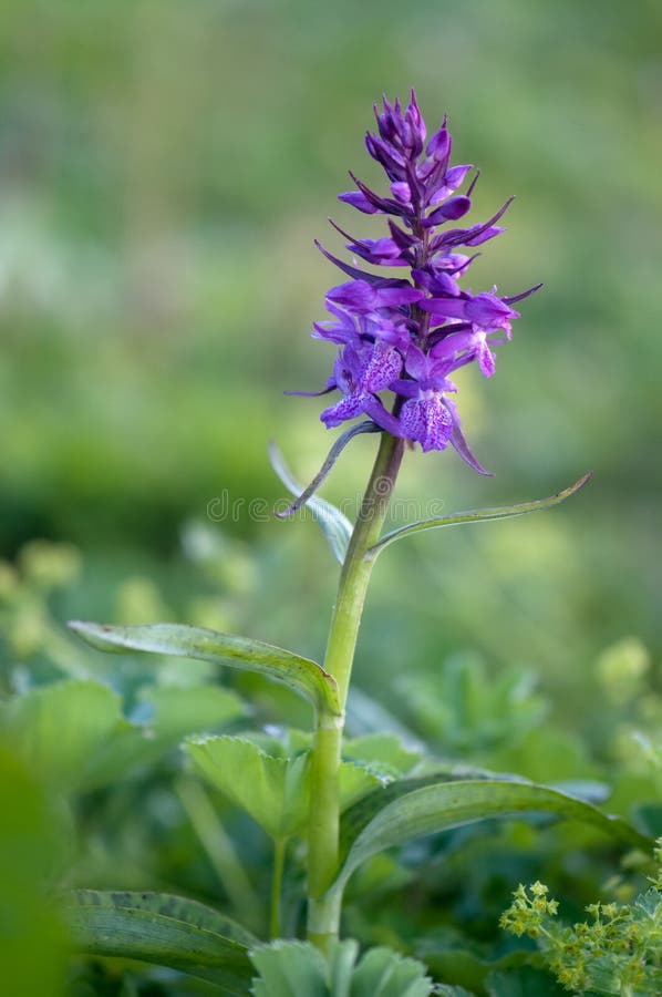 Beautiful Flowers Forest Orchids Growing in the Meadow Stock Photo ...