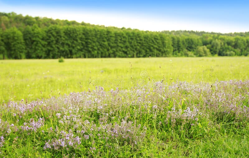 Beautiful Flowers Forest and Sky in Nature Stock Image - Image of ...