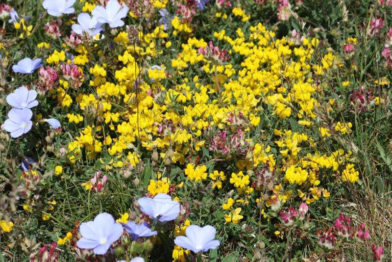 Beautiful Flowers of Fresh Aromatic Natural Colors Stock Image - Image ...