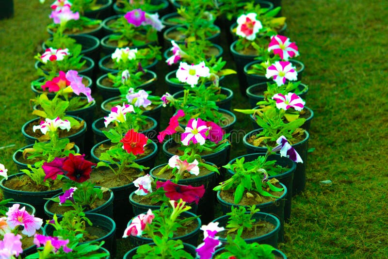 Parpal Stock Photos - Free & Royalty-Free Stock Photos from Dreamstime