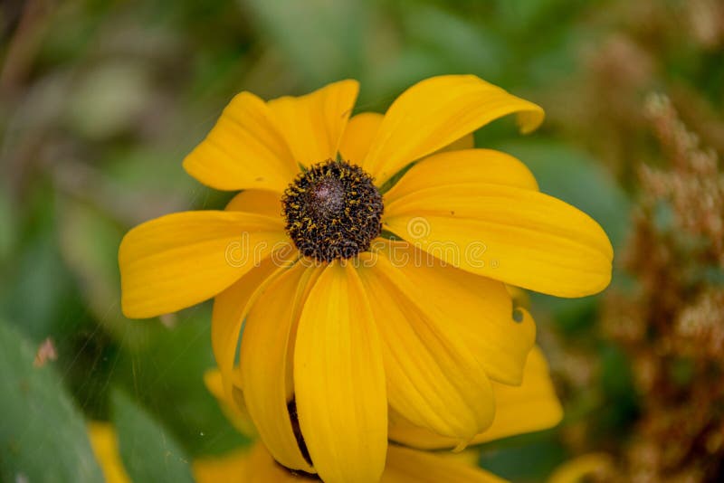 Amazingly Beautiful Flowers in the Garden Stock Photo - Image of ...