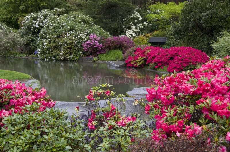 Spring Flowers in Garden with a Pond Stock Photo - Image of flower ...