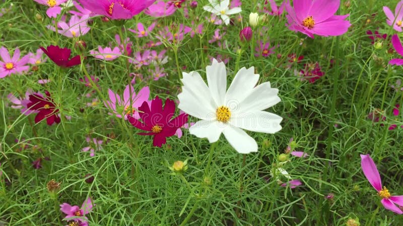 Beautiful Flowers Blowing in the Afternoon Breeze Stock Footage - Video ...