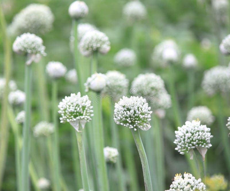 Beautiful garlic flowers stock image. Image of flowers - 42914755