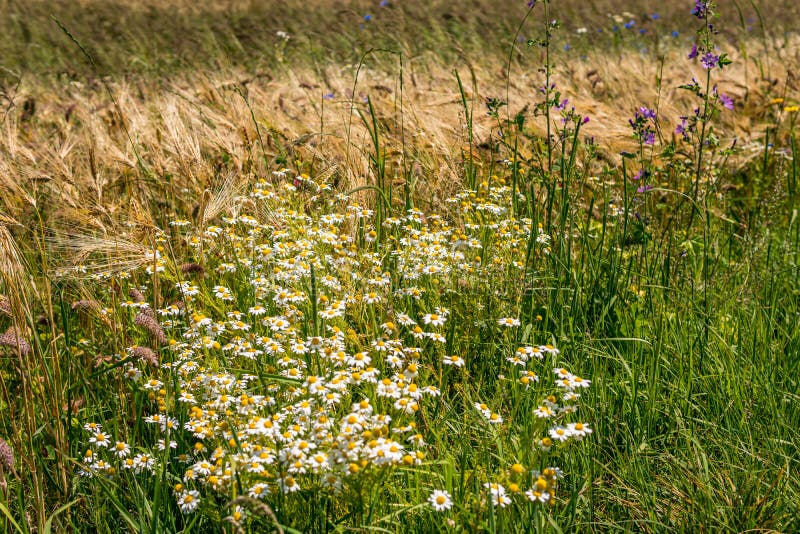 Beautiful Flowers and Grain Fields with Bees and Insects Stock Image ...