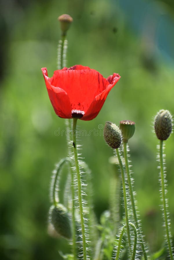 Beautiful Flowers and Green Red Stock Image - Image of flowers ...