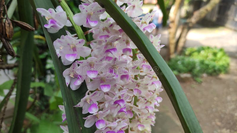 Beautiful Flowers Hanging on the Tree Stock Photo - Image of flower ...