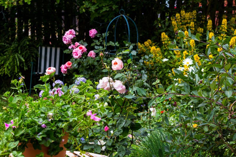 Beautiful, Home Garden with White Garden Table and Blooming Roses Stock ...