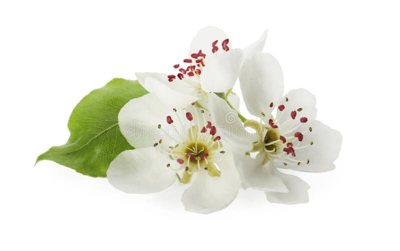 Beautiful Flowers with Leaves of Blossoming Pear Tree on White ...