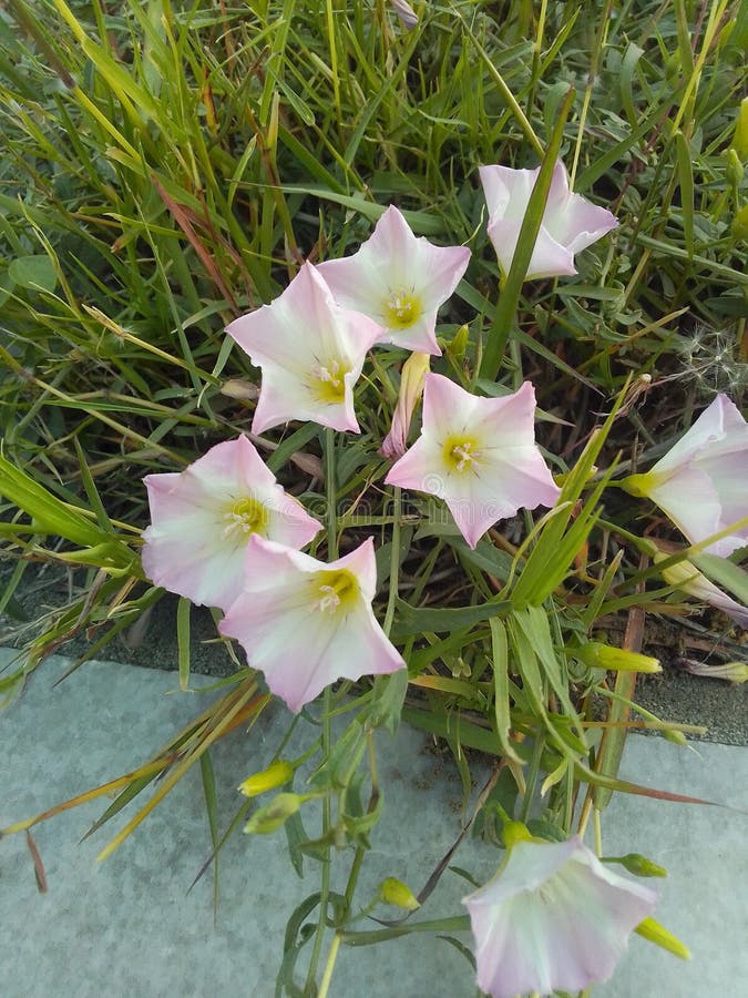 Beautiful Flowers of Light Pink Color. Stock Image - Image of blossom ...