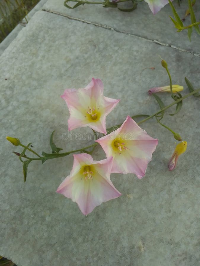 Beautiful Flowers of Light Pink Color. Stock Image - Image of petal ...