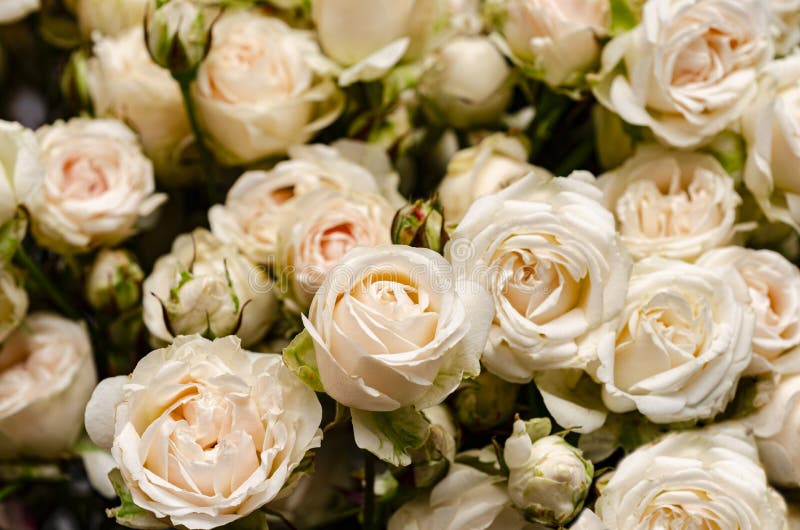 Beautiful Flowers Light Pink Roses Stock Image - Image of nature ...