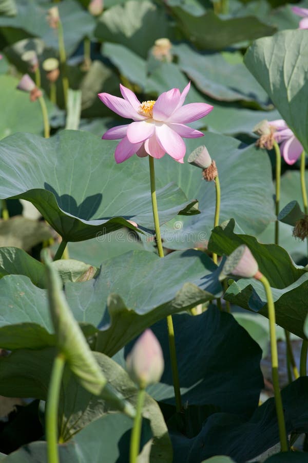 Unique Flowers stock image. Image of pretty, park, lillies - 73971