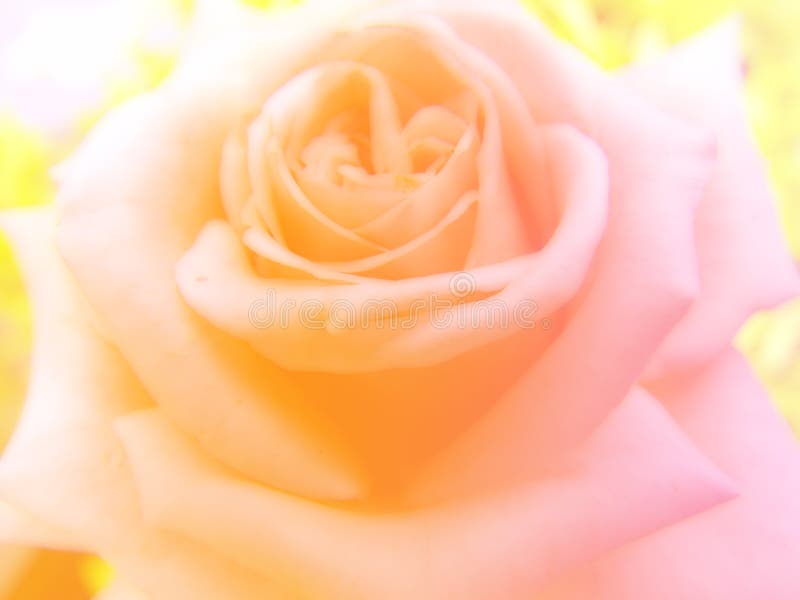 Beautiful Flowers Made with Color Filters Background Stock Photo ...