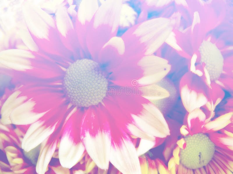 Beautiful Flowers Made with Color Filters Background Stock Photo ...