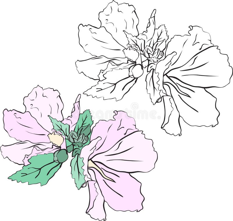 Beautiful flowers mallow stock vector. Illustration of mallow - 37423900