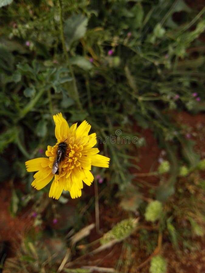 Beautiful Flowers of Morocco Stock Photo - Image of nice, nature: 90743738