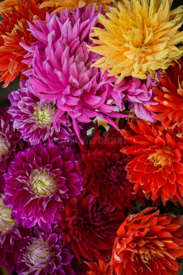 Beautiful Flowers of Multi-colored Dahlia on a Bush in the Garden Stock ...