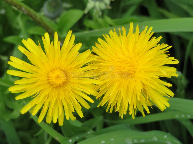 Beautiful Flowers of Natural Colors Spring Pollen Aroma Stock Photo ...