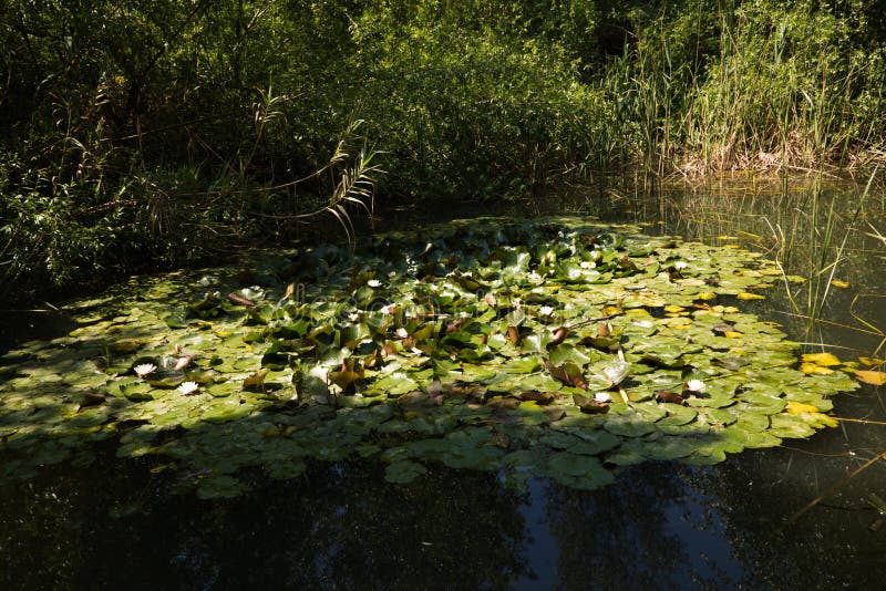 Beautiful Flowers in Natural Settings. Beautiful Water Lilies Growing ...